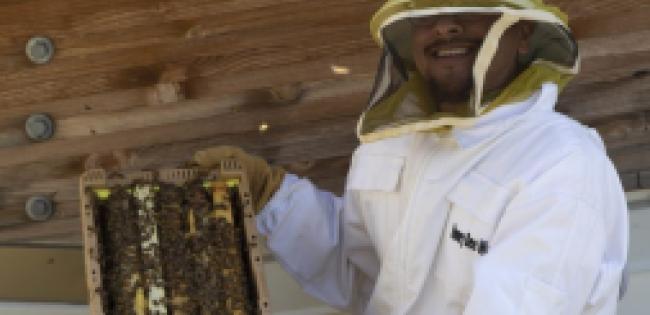 New studies, research put Lawrence on front lines of bee advocacy ...