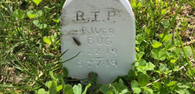 River bugs are a sign of environmental progress | Lawrence University